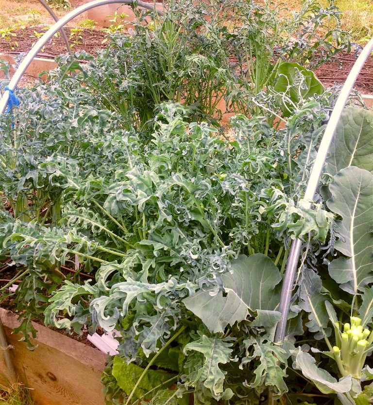 Add new flavor to the table with 8 unusual vegetables – Plant Something ...