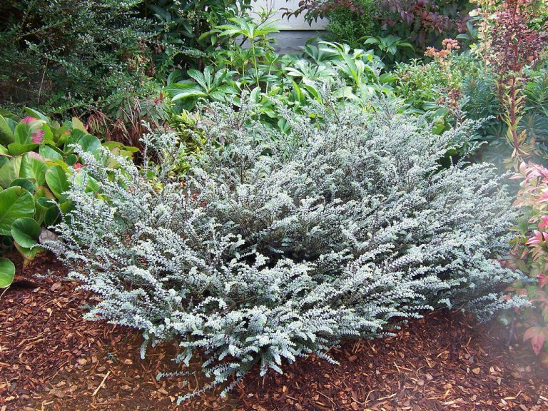 Color up the garden with evergreen, free-flowering Hebes – Plant ...