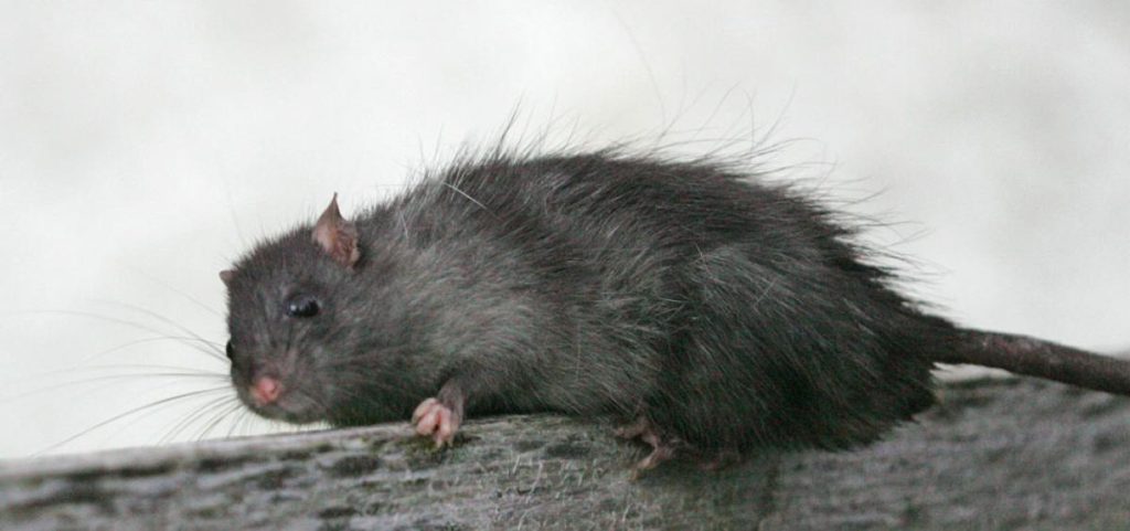 Tips for keeping rats out of home and garden – Plant Something Oregon