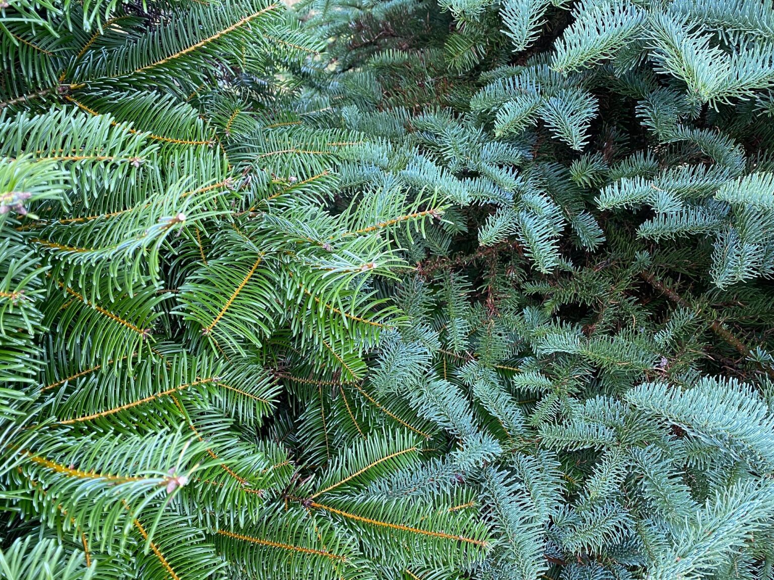 ‘Trees to Know’ guidebook helps identify Christmas trees – Plant ...