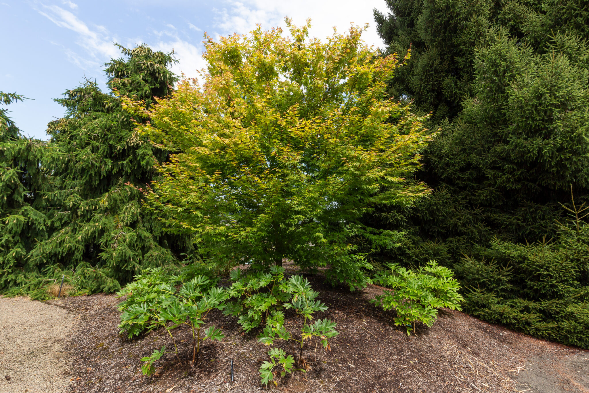 How to prune Japanese maples for beauty – Plant Something Oregon
