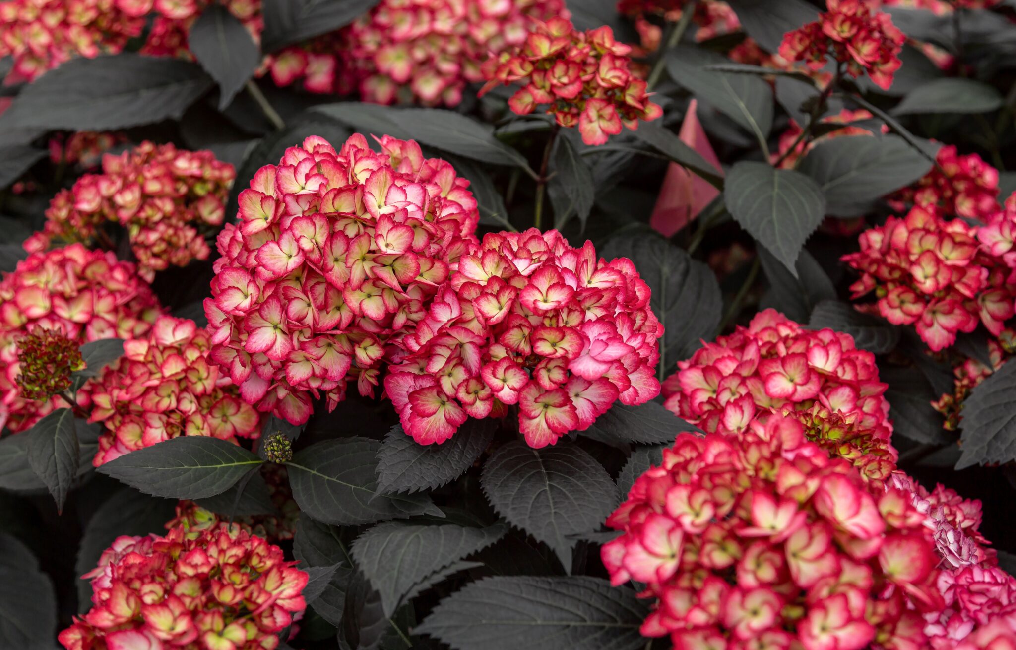 The dark side of hydrangeas – Plant Something Oregon