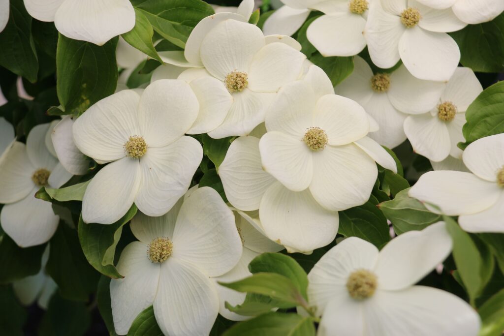 10 trees perfect for small lot sizes – Plant Something Oregon