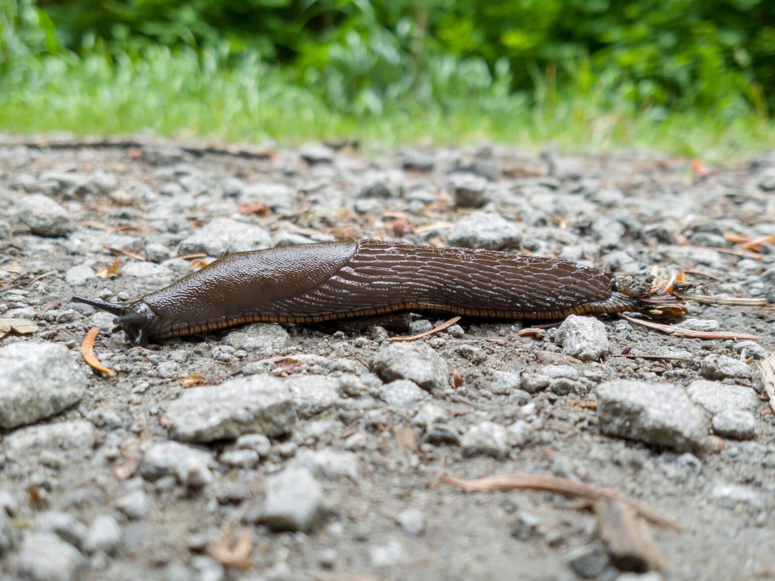 Get a jump on controlling garden slugs – Plant Something Oregon