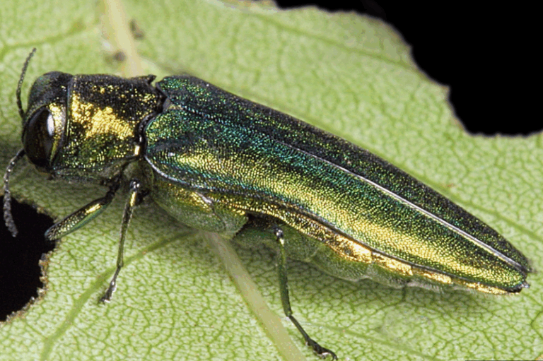 Destructive emerald ash borer found in Portland area – Plant Something ...